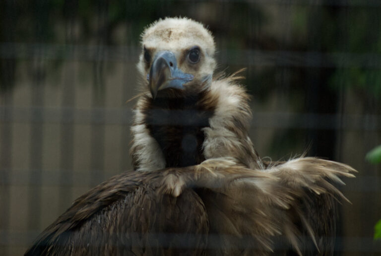 Evil twin Twitter and the media – Burningbird