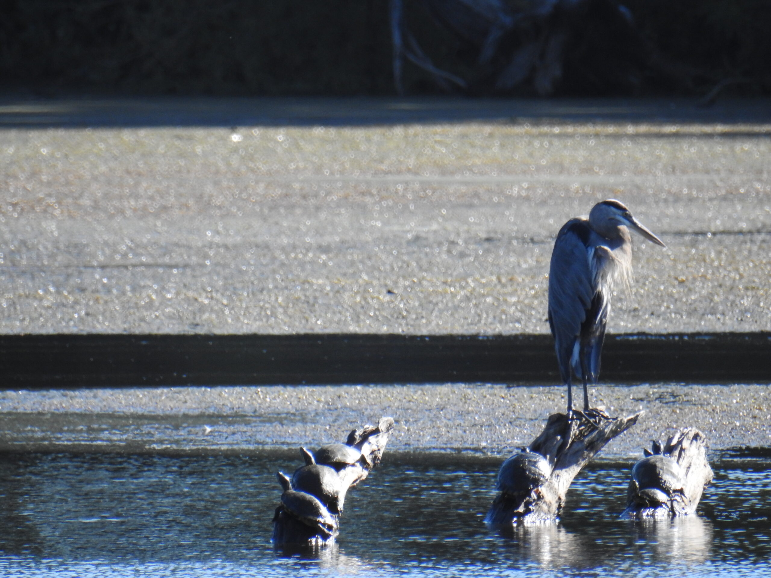 Silent Sunday March 24 2024 – Burningbird